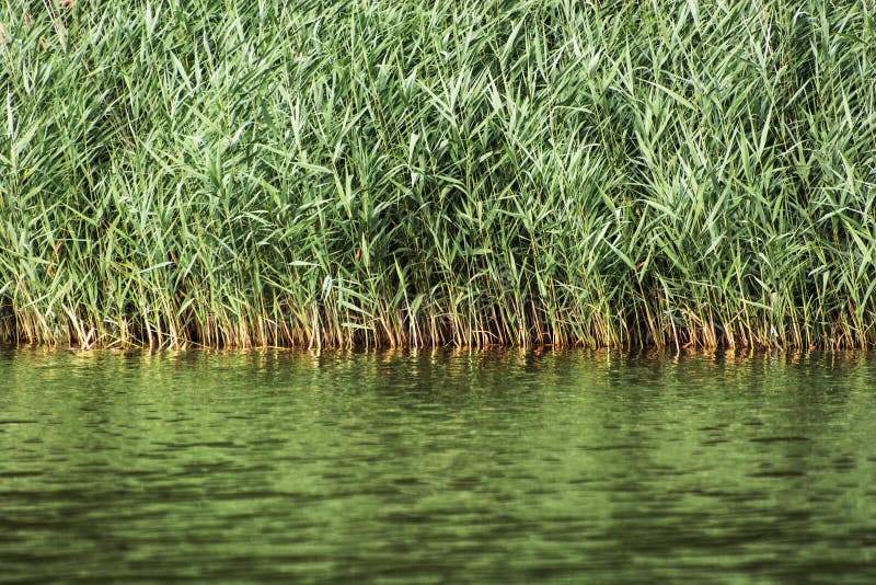 Green Reeds on the Lake Shore. Stock Image - Image of grass, deep: 44793727