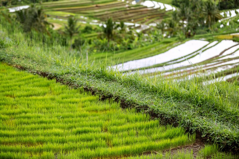 Beautiful Green Rice Field Asia Stock Photo - Image of farm, harvesting ...