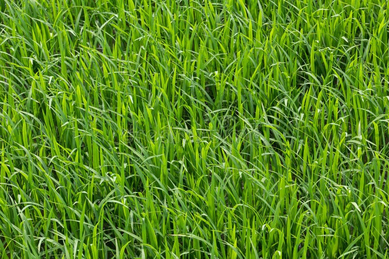 Beautiful Green Rice Field - Background Stock Photo - Image of ...