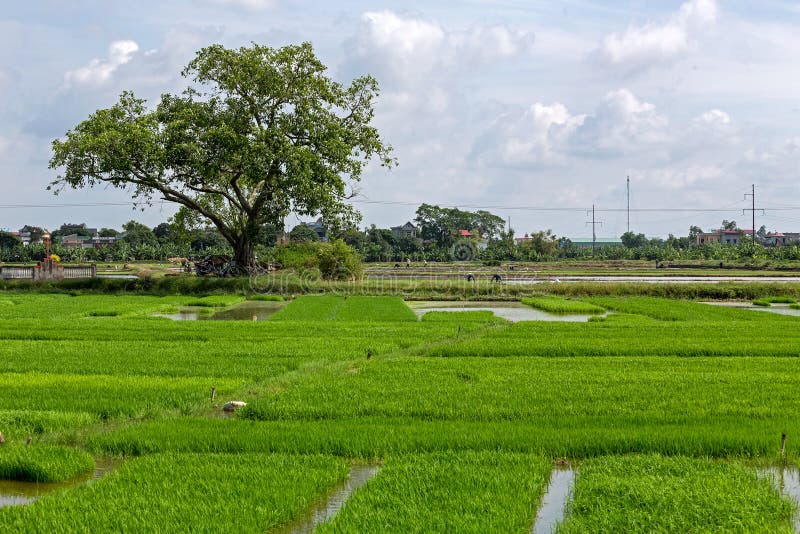 Beautiful Green Rice Field - Background Stock Image - Image of ...