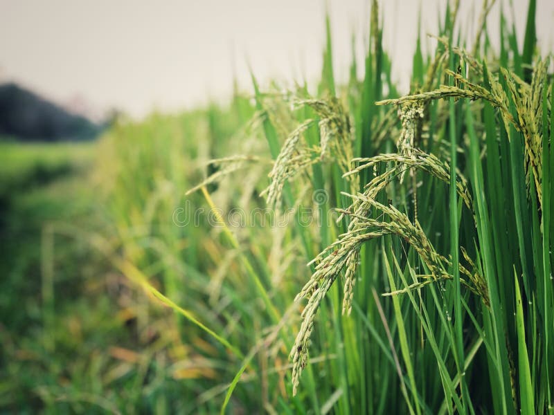 Beautiful Green Rice Field and Ear of Rice. Close Up of Rice in the ...