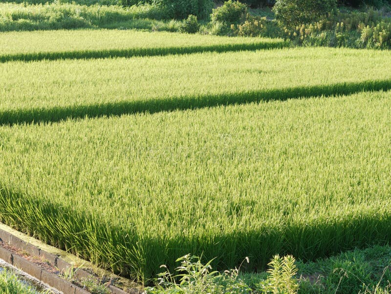 Green rice field in Japan stock photo. Image of asian - 157225608