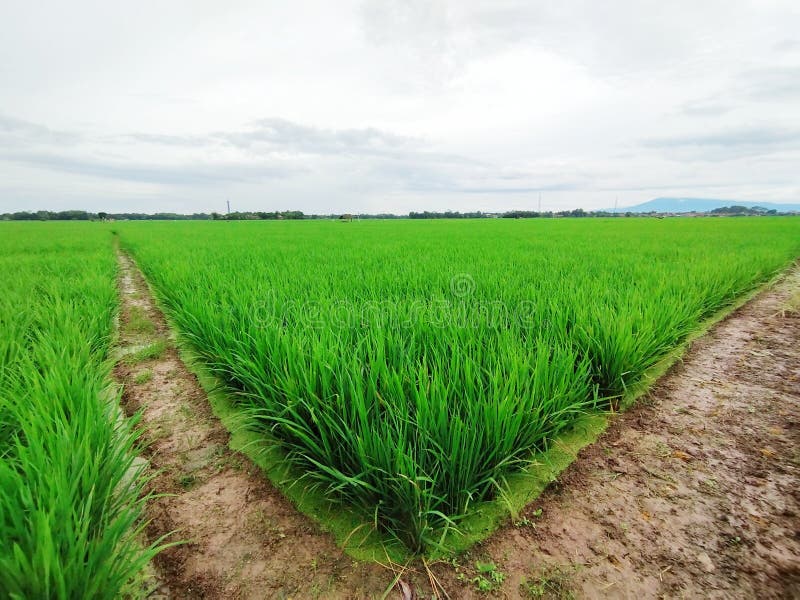 Beautiful Green Rice Field at Java Island Stock Photo - Image of rice ...