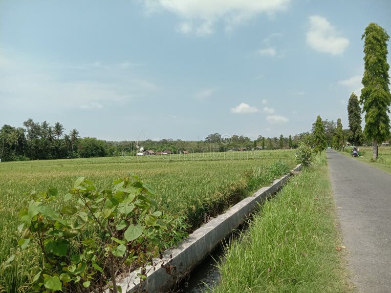 Beautiful and Green Rice Field in Pandak Stock Photo - Image of green ...