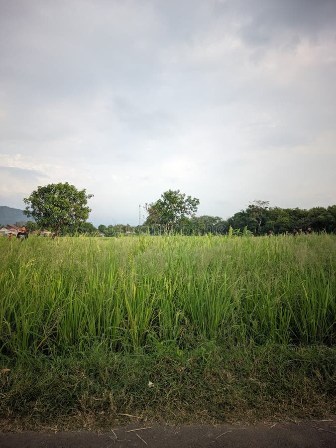 Beautiful and Green Rice Field View in My Village Stock Photo - Image ...