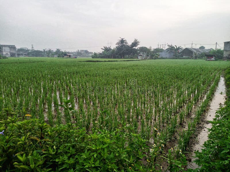 Beautiful Green Rice Fields Stretch Out at Indonesia Stock Image ...