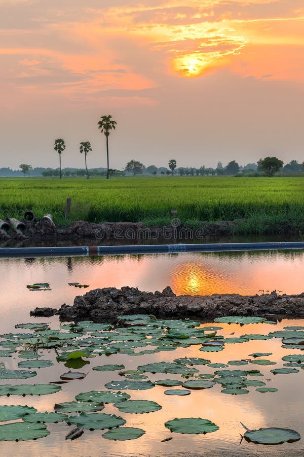 The Beautiful Green Rice Fields Stock Image - Image of harvest, nature ...
