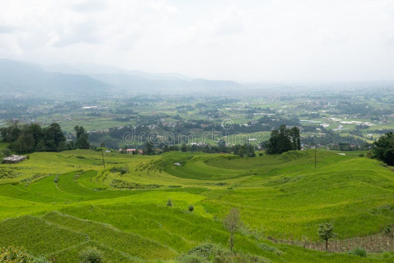 Terraced Rice Fields on a Hillside Stock Photo - Image of mountains ...