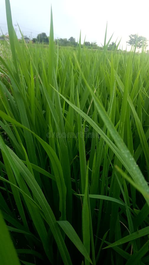 Beautiful Green Rice Plants in the Rice Fields Stock Image - Image of ...