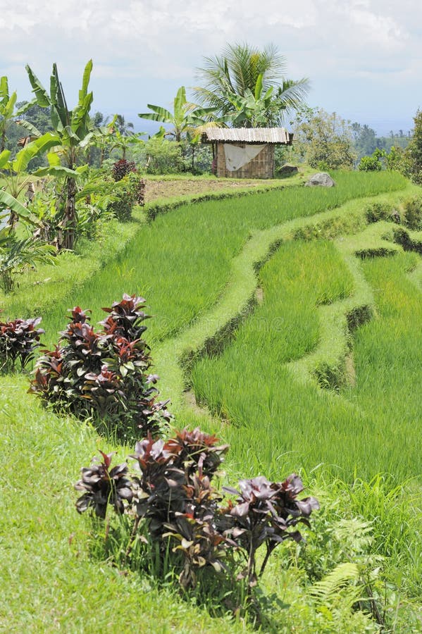 Beautiful Green Rice Terraces Stock Image - Image of asia, bali: 16976937