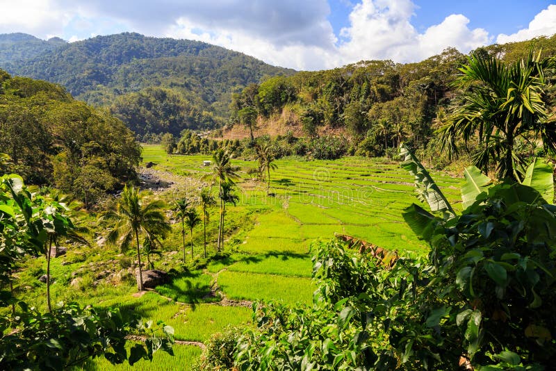 Beautiful Green Rice Terraces in a Valley Stock Photo - Image of earth ...