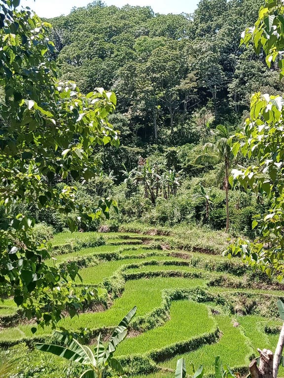 Beautiful Green Ricefields in the Village Stock Image - Image of green ...