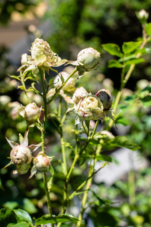 Beautiful green roses stock photo. Image of bloom, fresh - 120249244