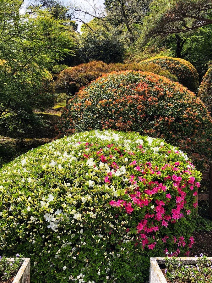The Beautiful Green Round Crown Tree in Sunny Day Stock Image - Image ...