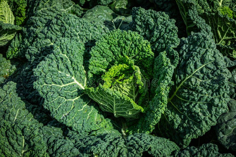 Beautiful Green Savoy Cabbage in Detail Stock Image - Image of grow ...