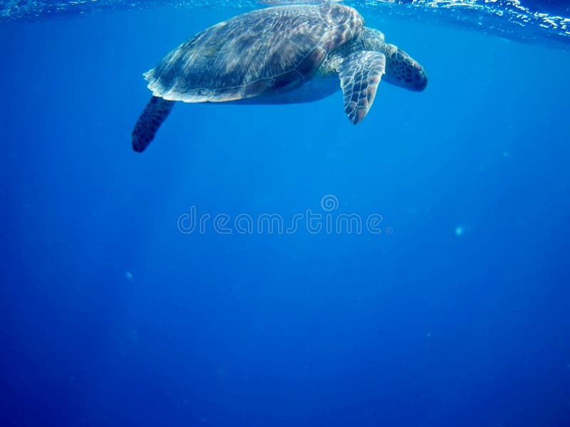 Beautiful Green Sea Turtle in Marsa Alam, Egypt Stock Photo - Image of ...