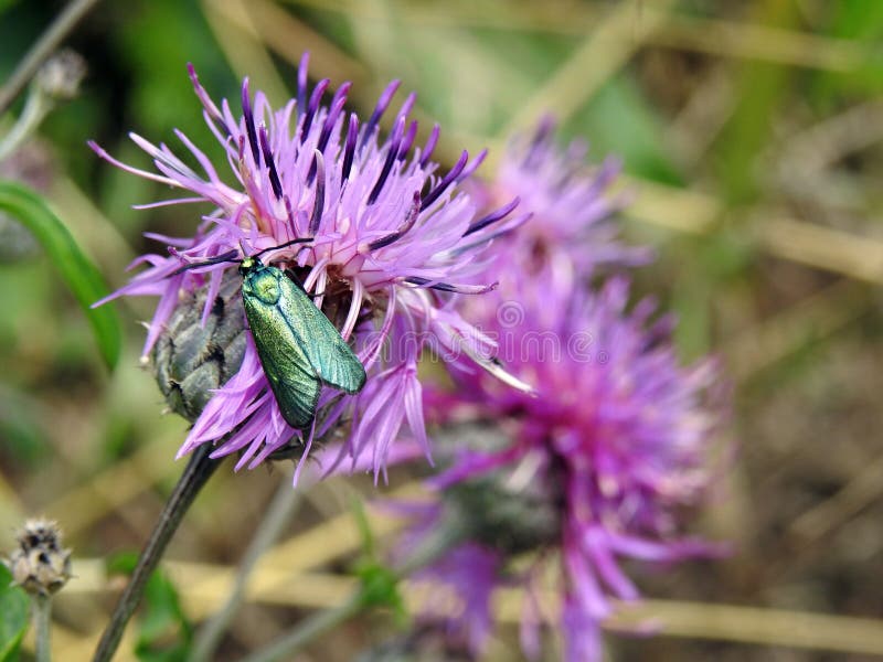 Shining Bug on Pink Flower, Lithuania Stock Image - Image of beetle ...