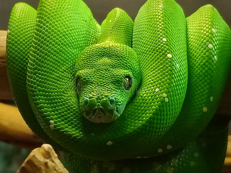 Snakes stock photo. Image of green, zoomed, eyes, beautiful - 169366978