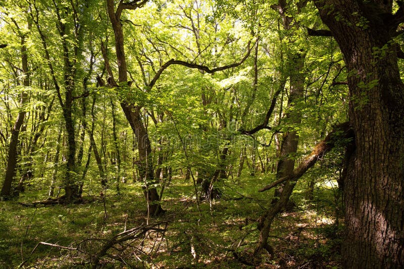Beautiful Green Spring Forest Stock Photo - Image of mystery, travel ... Beautiful Green Spring Forest Stock Photo - Image of mystery, travel ...