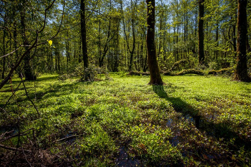 Beautiful Green Spring Forest Landscape, Humid Sunny Day Stock Photo ...