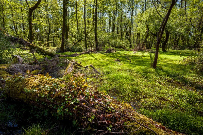 Beautiful Green Spring Forest Landscape, Humid Sunny Day Stock Image ...