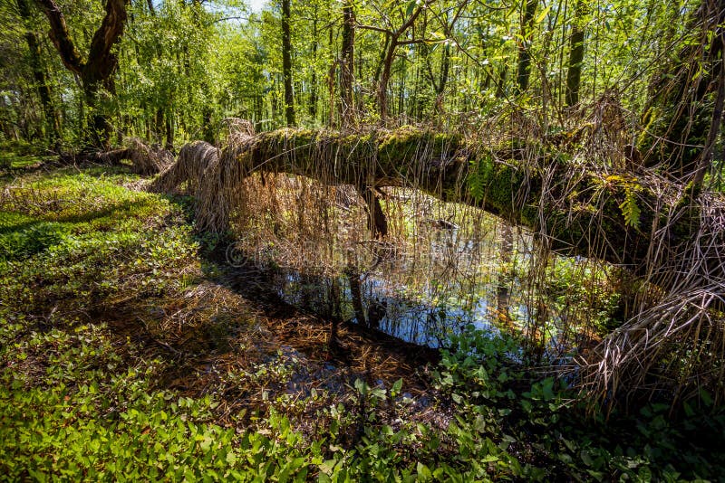 Beautiful Green Spring Forest Landscape, Humid Sunny Day Stock Photo ...