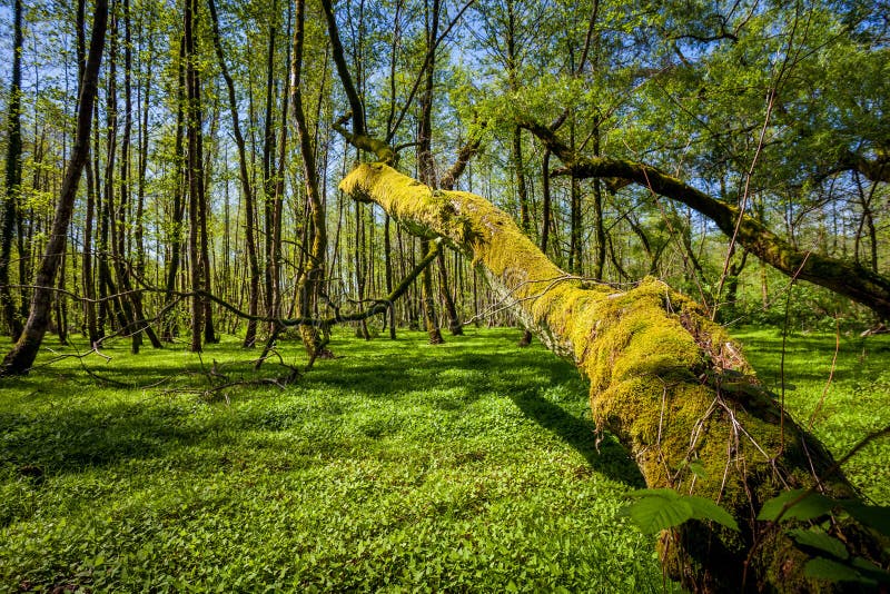 Beautiful Green Spring Forest Landscape, Humid Sunny Day Stock Image ...