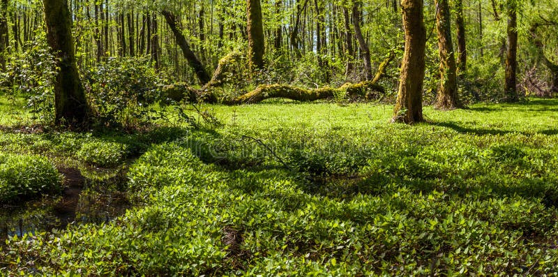 Beautiful Green Spring Forest Landscape, Humid Sunny Day Stock Photo ...
