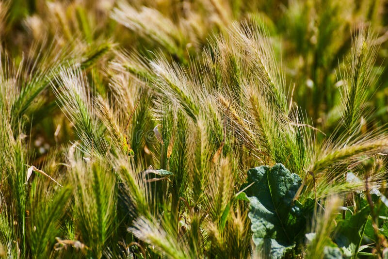 Beautiful Green Spring Grasses Looking Soft in Warm Light Stock Photo ...