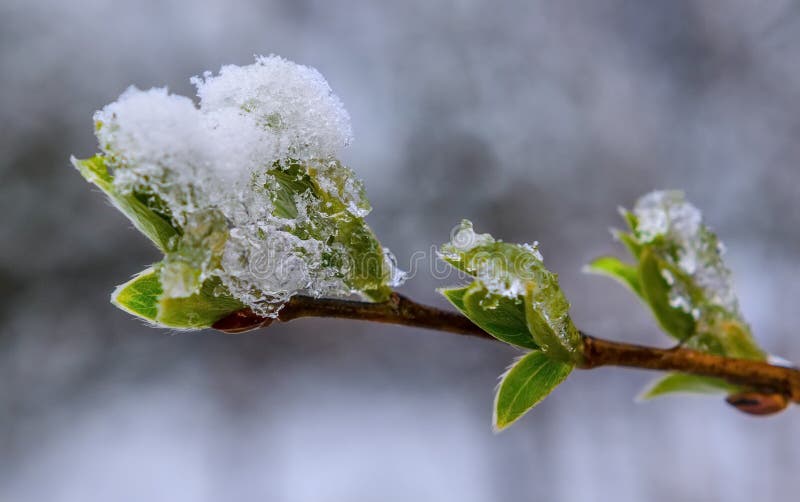 Green Spring Leaves Under Snow and Ice Stock Image - Image of willow ...