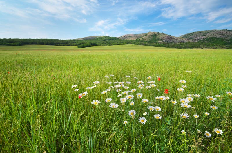 Beautiful Green Spring Meadow Landscape. Stock Photo - Image of bright ...