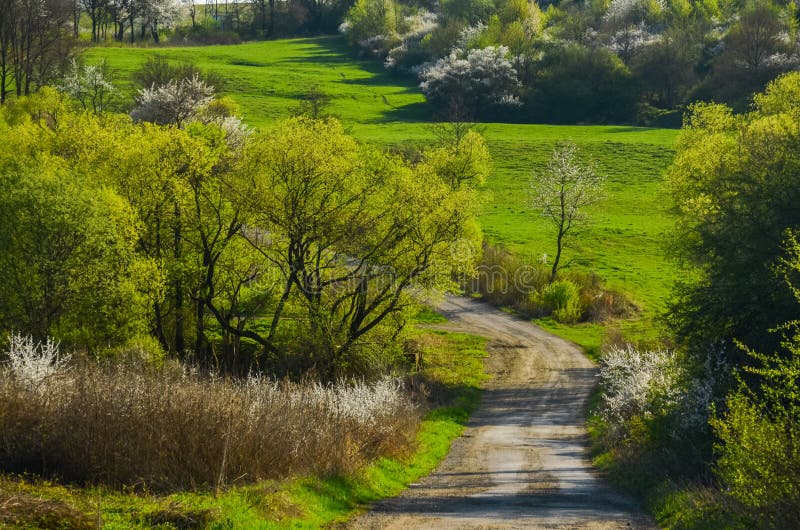 Beautiful Green Spring Meadow in Sunrise Light Stock Image - Image of ...