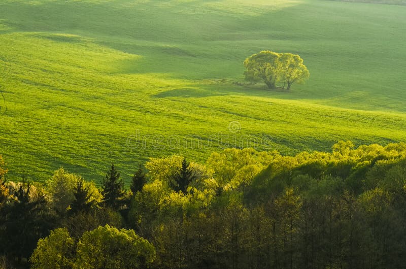 Beautiful Green Spring Meadow in Sunrise Light Stock Image - Image of ...