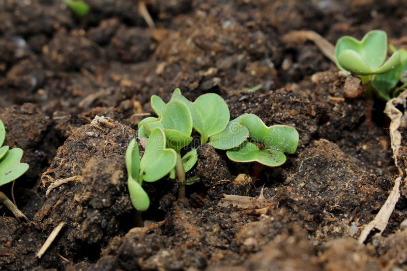 Sprout stock photo. Image of shines, light, cumulus - 117775648
