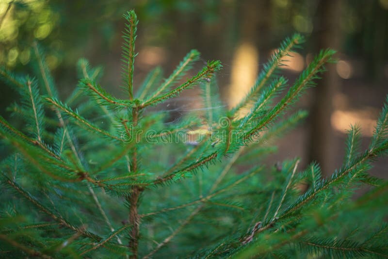 Beautiful Green Spruce Tree in the Forest Stock Image - Image of leaves ...