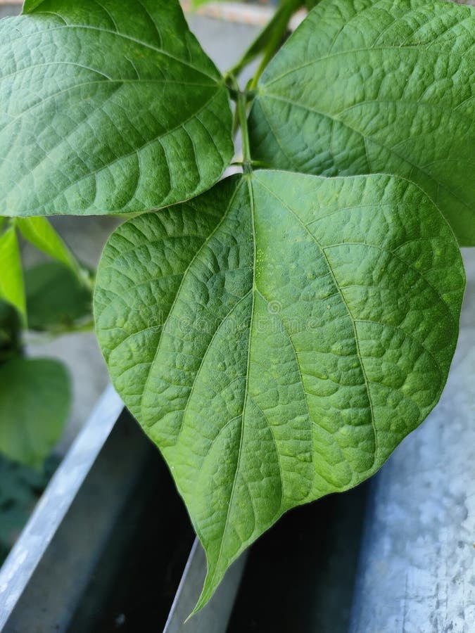 Beautiful Green Sword Bean Leaf Stock Photo - Image of green, bean ...