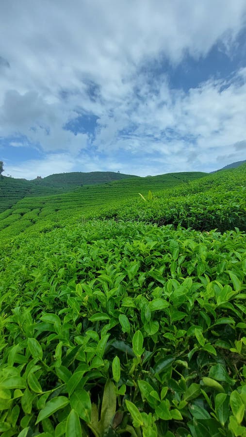 Beautiful Green Tea Plantation Stock Image - Image of grass, forest ...