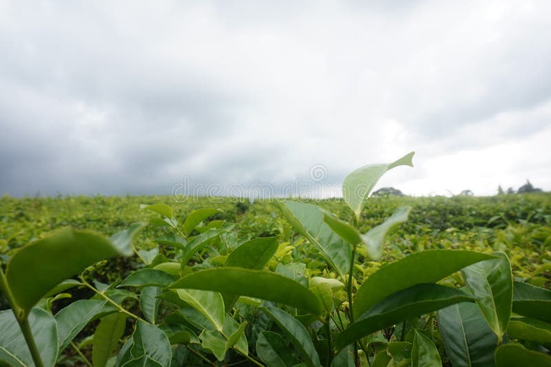 Beautiful Green Tea Plantation in the Mountains in Indonesia a Field of ...