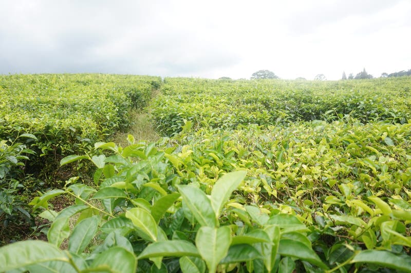 Beautiful Green Tea Plantation in the Mountains in Indonesia a Field of ...