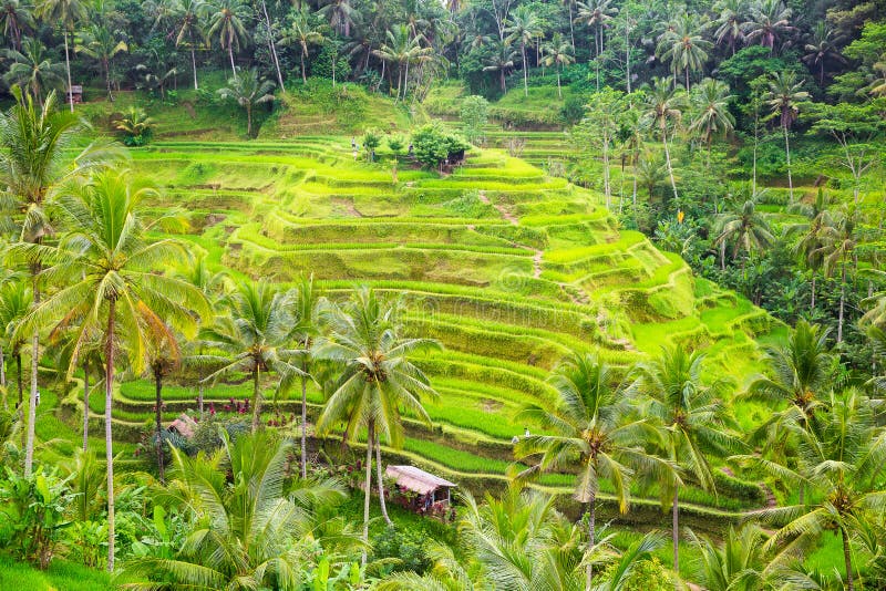 Beautiful Green Terrace Paddy Fields on Bali, Indonesia Stock Photo ...