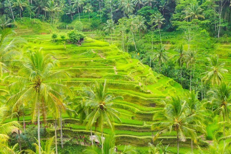 Beautiful Green Terrace Paddy Fields on Bali, Indonesia Stock Image ...