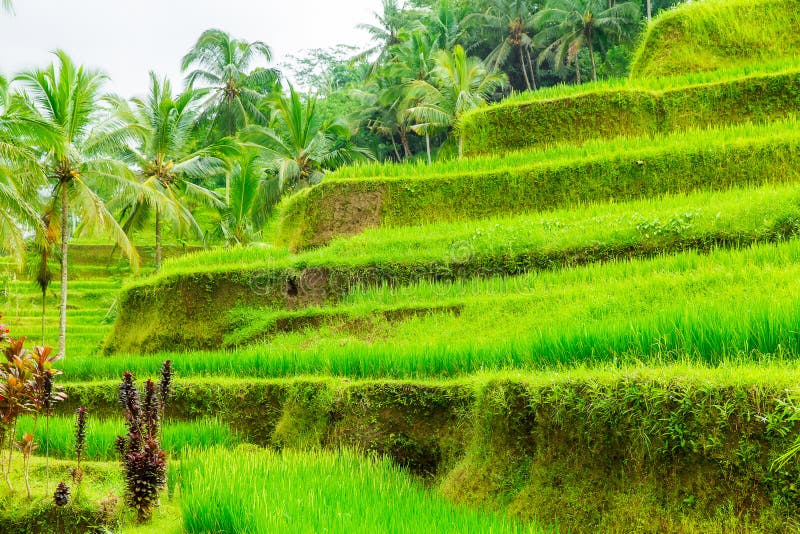 Beautiful Green Terrace Paddy Fields on Bali, Indonesia Stock Image ...