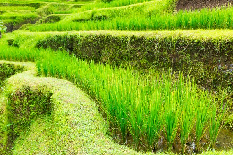 Beautiful Green Terrace Paddy Fields on Bali, Indonesia Stock Image ...