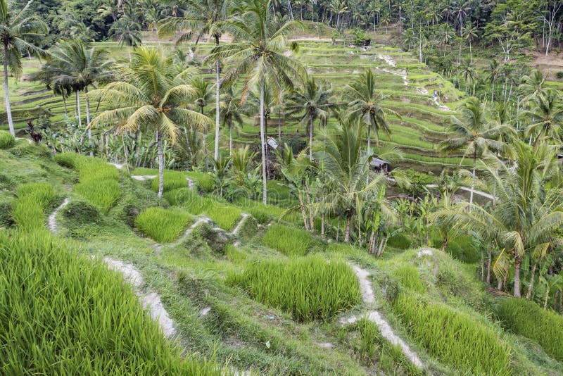 Beautiful Green Terrace Paddy Fields on Bali, Indonesia Stock Photo ...