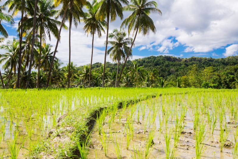 Beautiful Green Terrace Paddy Fields on Philippines Stock Photo - Image ...