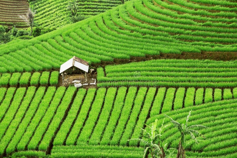 Beautiful Green Terraced Fields with a Hovel Stock Photo - Image of ...