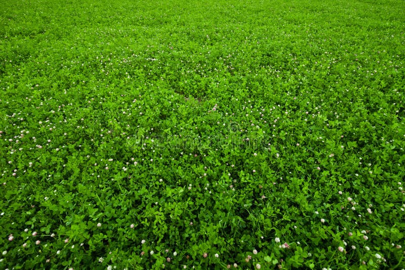 A field of clover stock photo. Image of gentle, leisure - 1052796