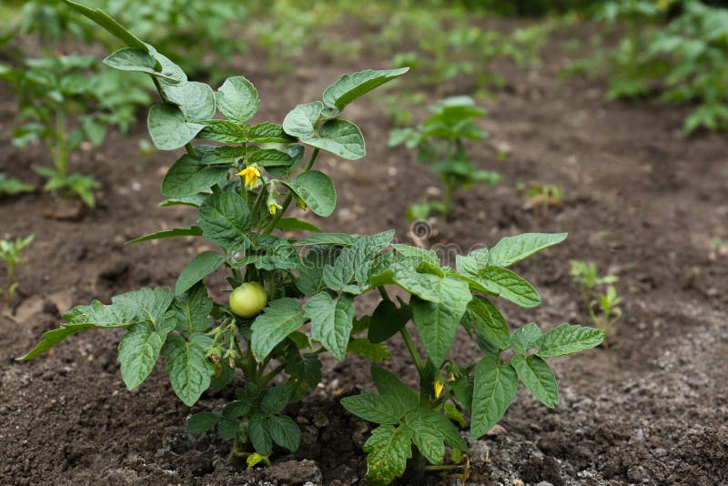 Beautiful Tomato Plants Growing in Garden Stock Image - Image of bloom ...