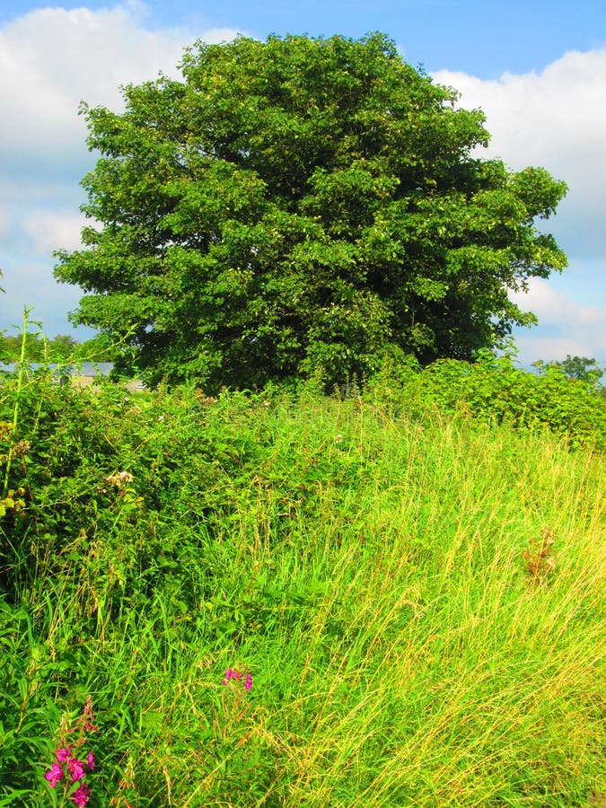 Beautiful Green Tree stock photo. Image of tree, shrub - 193340596