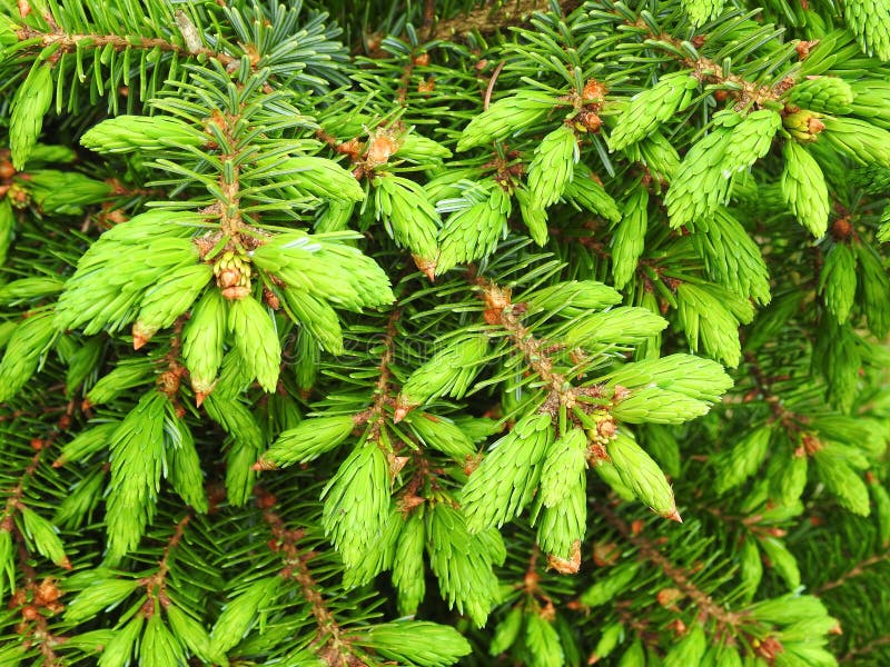 Green Fir Tree Branches in Park , Lithuania Stock Image - Image of ...